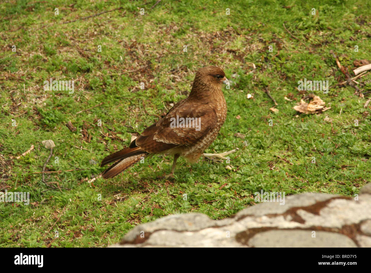 Chimango Caracara, [Milvano chimango] Ushuaia, Tierra del Fuego ...
