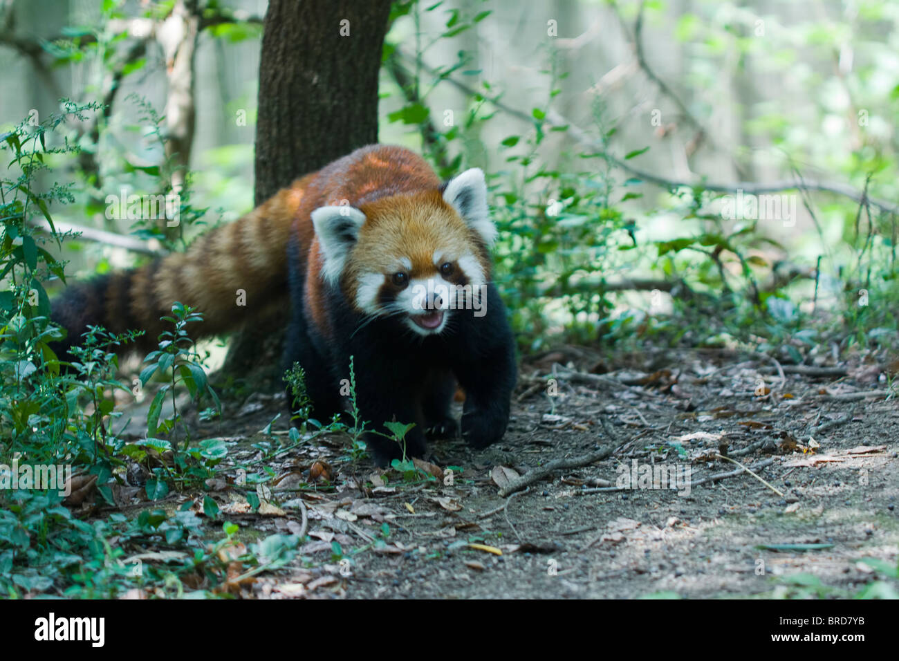 Red Panda (Ailurus fulgens Stock Photo - Alamy
