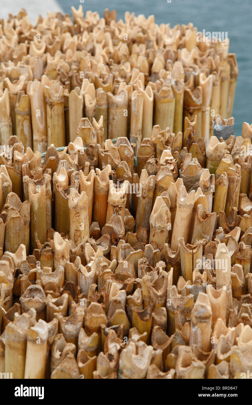 Giant reed hi-res stock photography and images - Alamy
