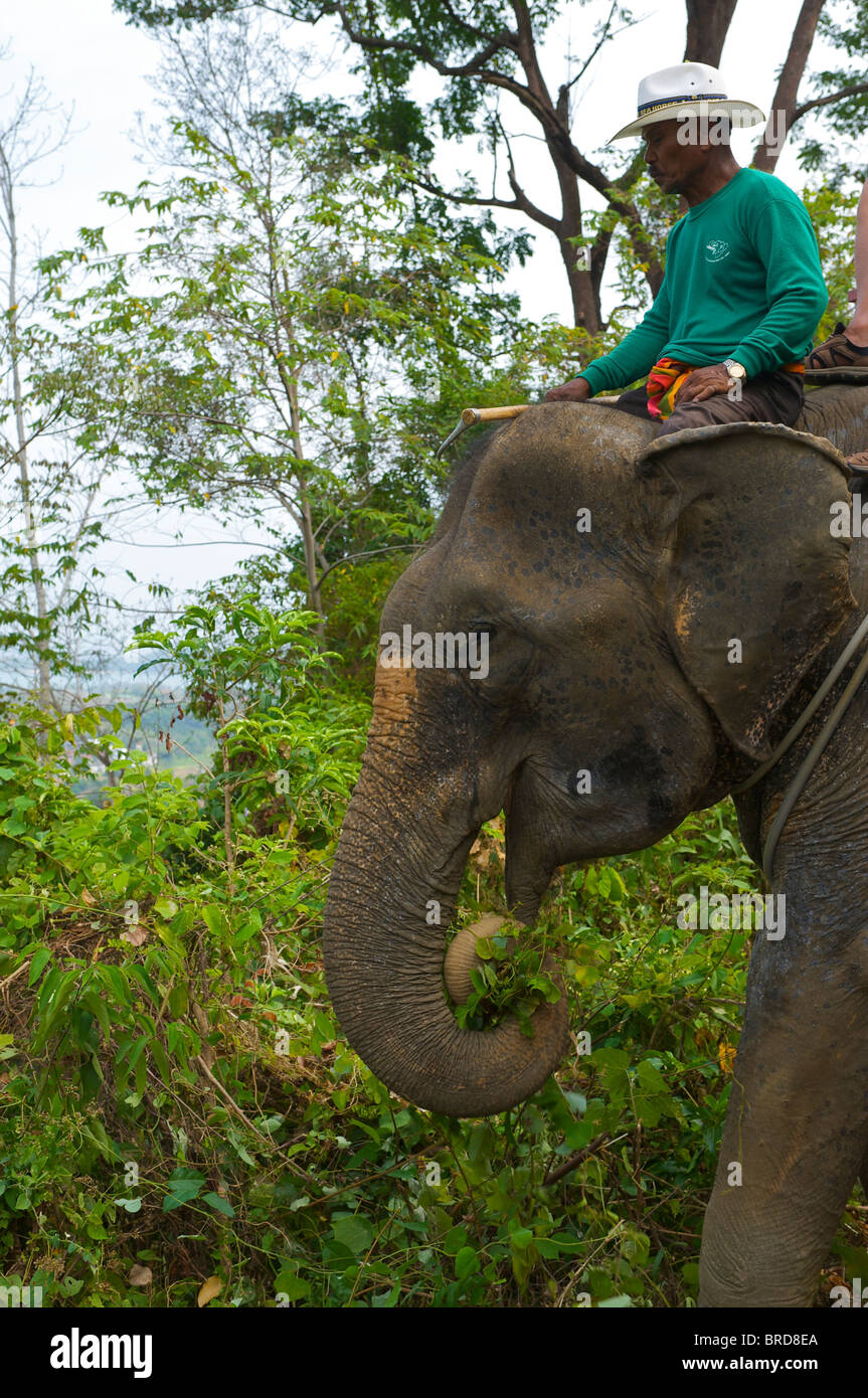 Elephant riding, Rawai, Phuket Island, Thailand Stock Photo - Alamy