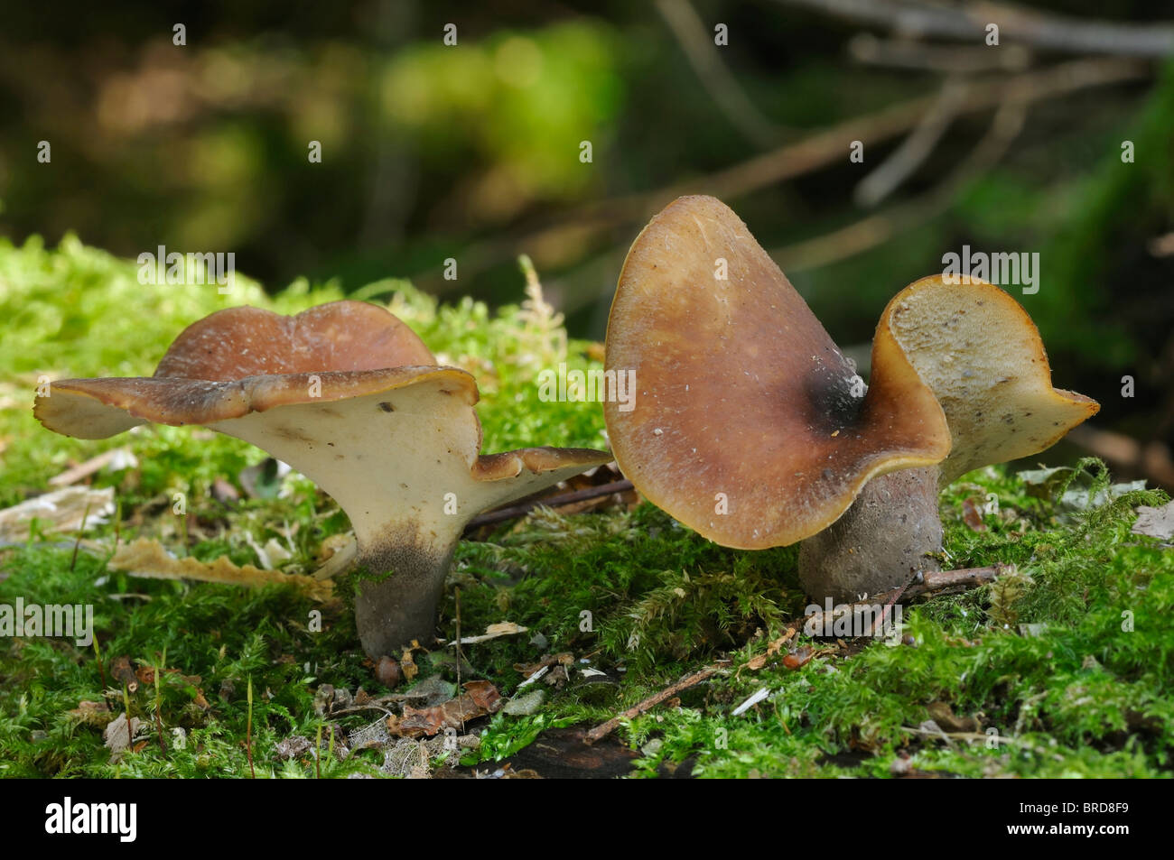 Polyporus badius hi-res stock photography and images - Alamy