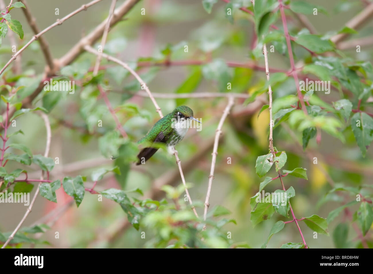 Booted Racket-tail (Ocreatus underwoodii melanantherus), female Stock ...