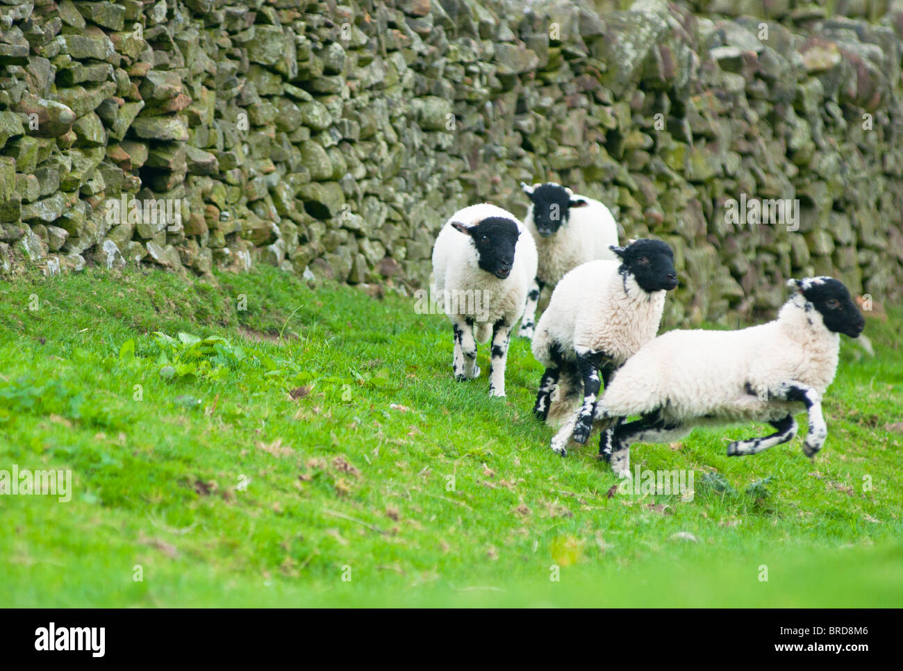 Leaping lambs in the Peak district, UK Stock Photo - Alamy