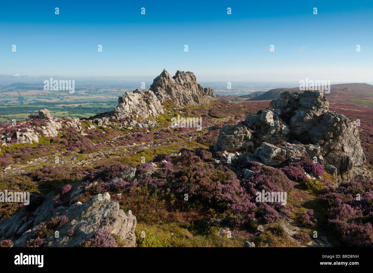 Rugged Quartzite Outcrops of the Stiperstones Ridge in Summer Heather ...