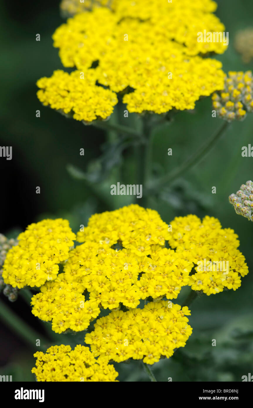 achillea filipendulina moonshine yellow fernleaf yarrow flower bloom ...