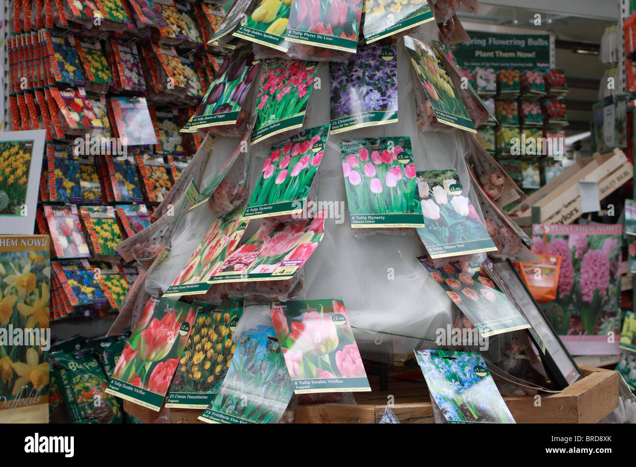 Selection of Autumn bulbs on display Stock Photo - Alamy