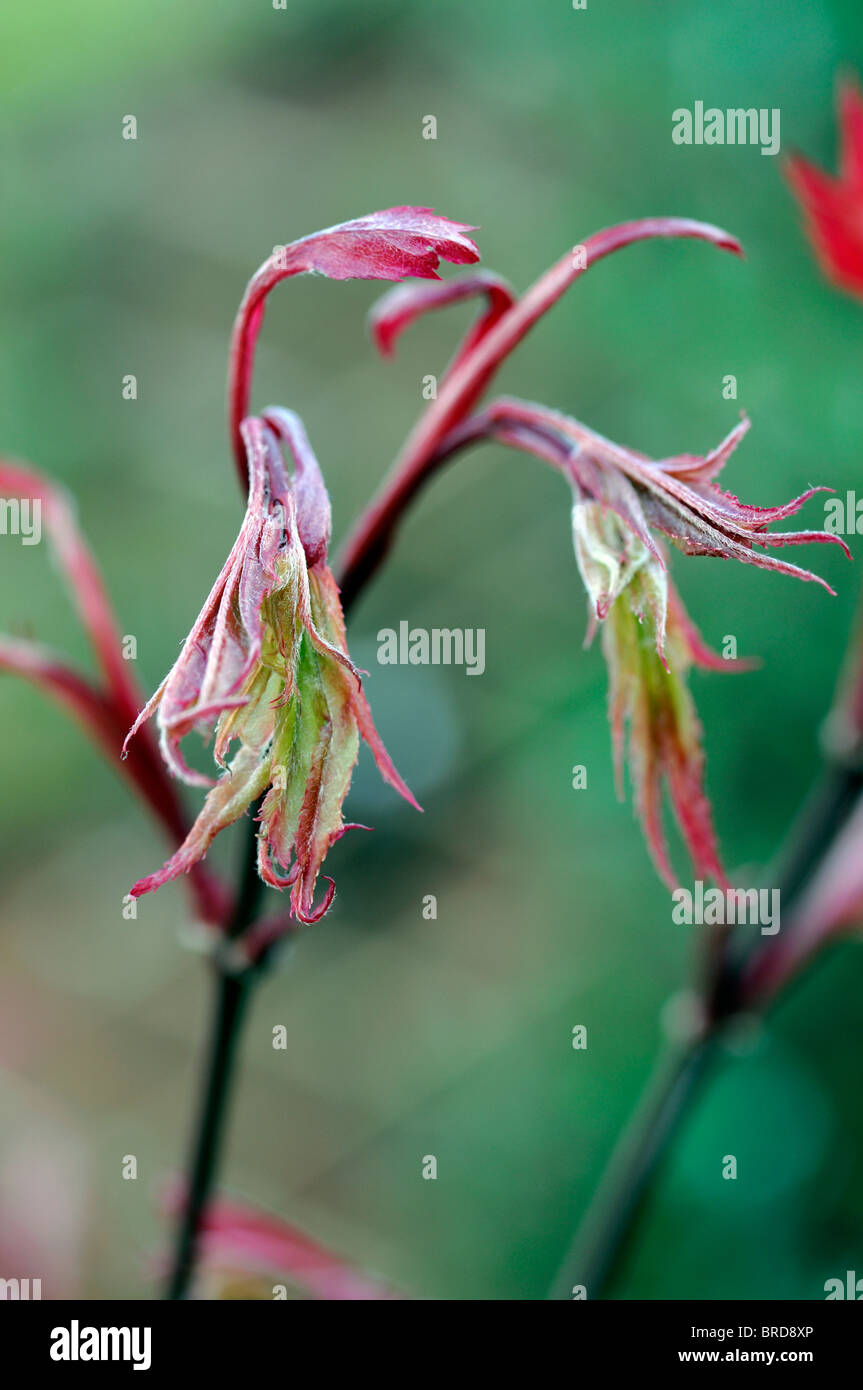 Scarlet red hi-res stock photography and images - Alamy