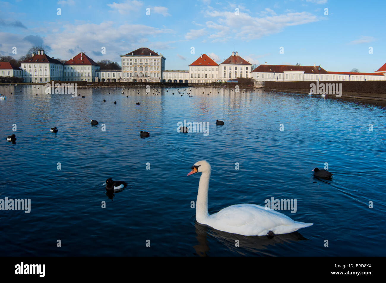 A swan seen at Nymphenburg Palace in Munich in early morning. Germany ...