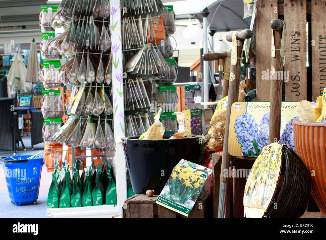 Selection of Autumn bulbs on display Stock Photo - Alamy