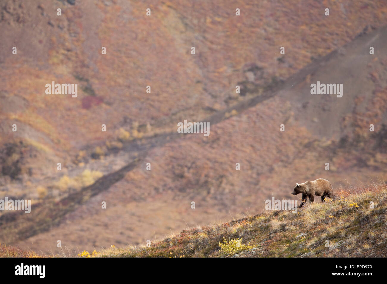 Grizzly Bear walking on a ridge among fall colors on tundra, Denali ...