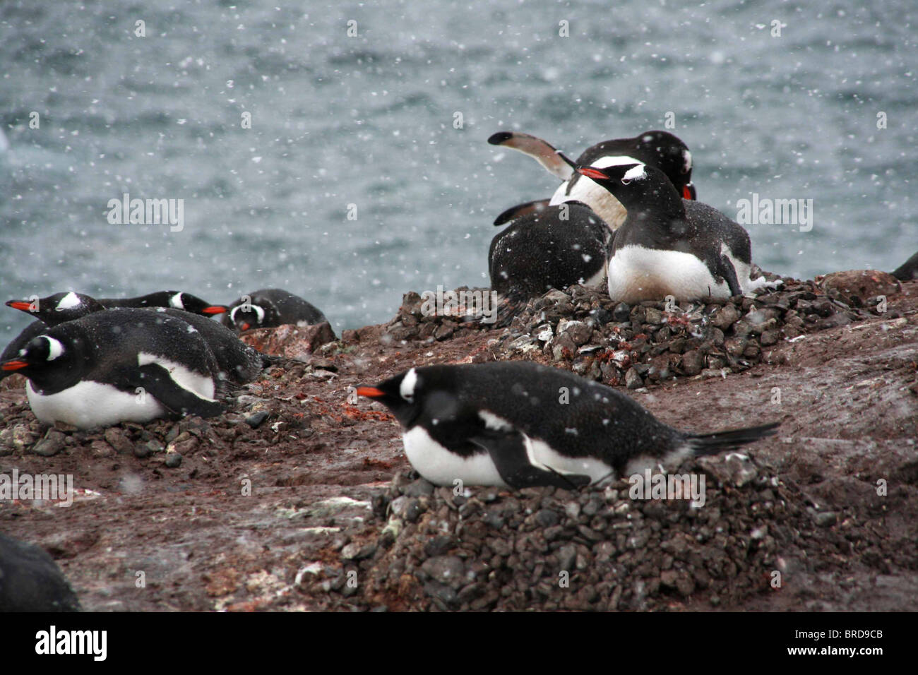 Gentoo penguins, nesting, light snow storm, [Pygoscelis papua ...