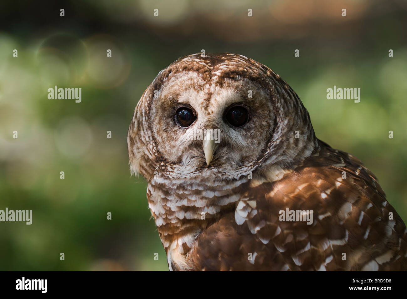 Barred Owl (Strix varia Stock Photo - Alamy
