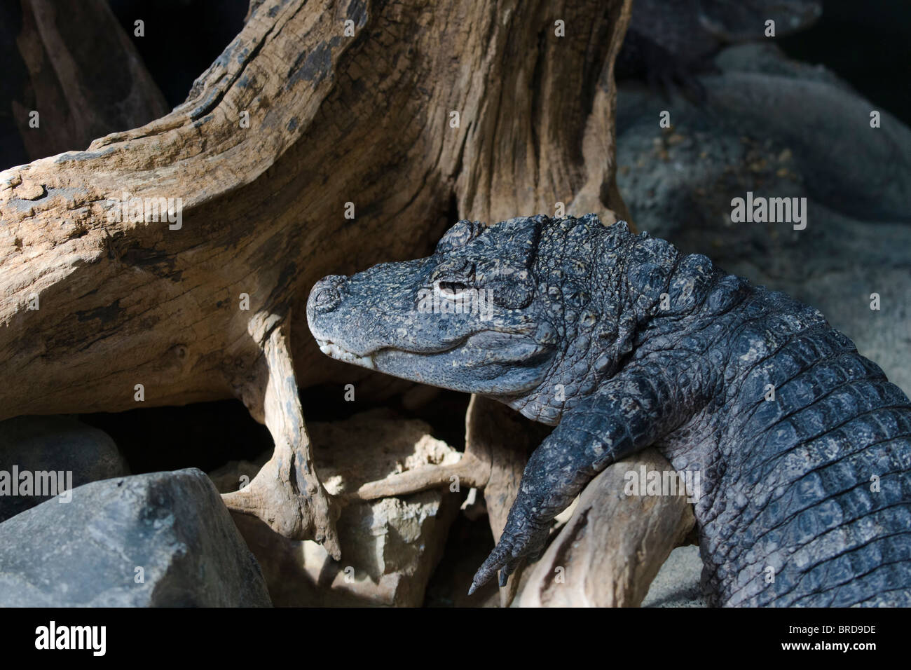 Alligator tree hi-res stock photography and images - Alamy