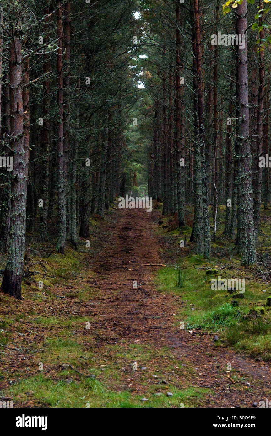 trees, woodland, path Stock Photo - Alamy