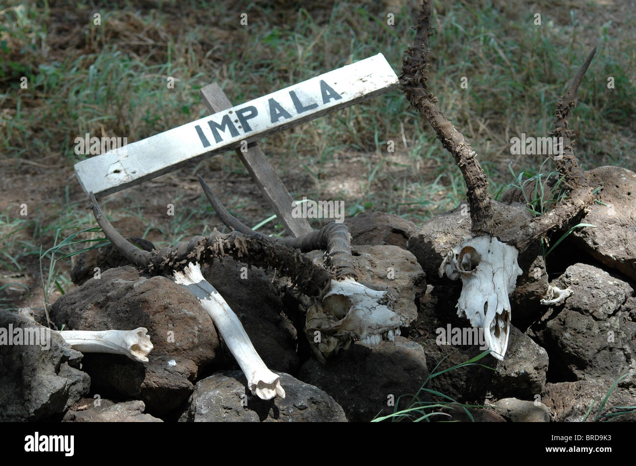 Impala animal hi-res stock photography and images - Alamy