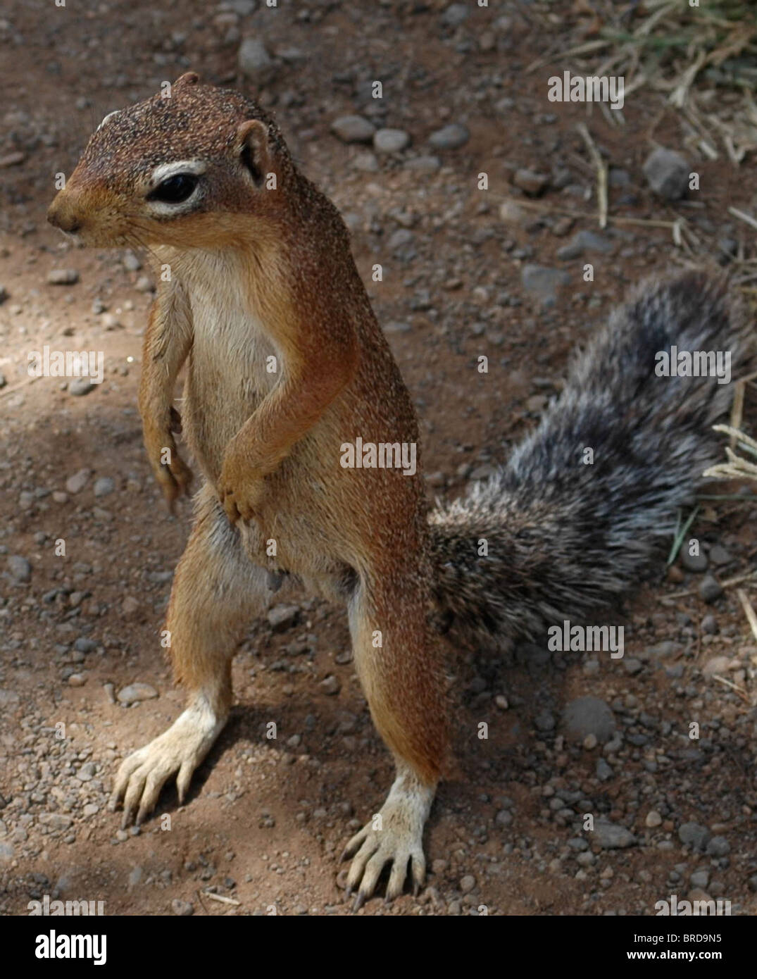 African squirrel hi-res stock photography and images - Alamy