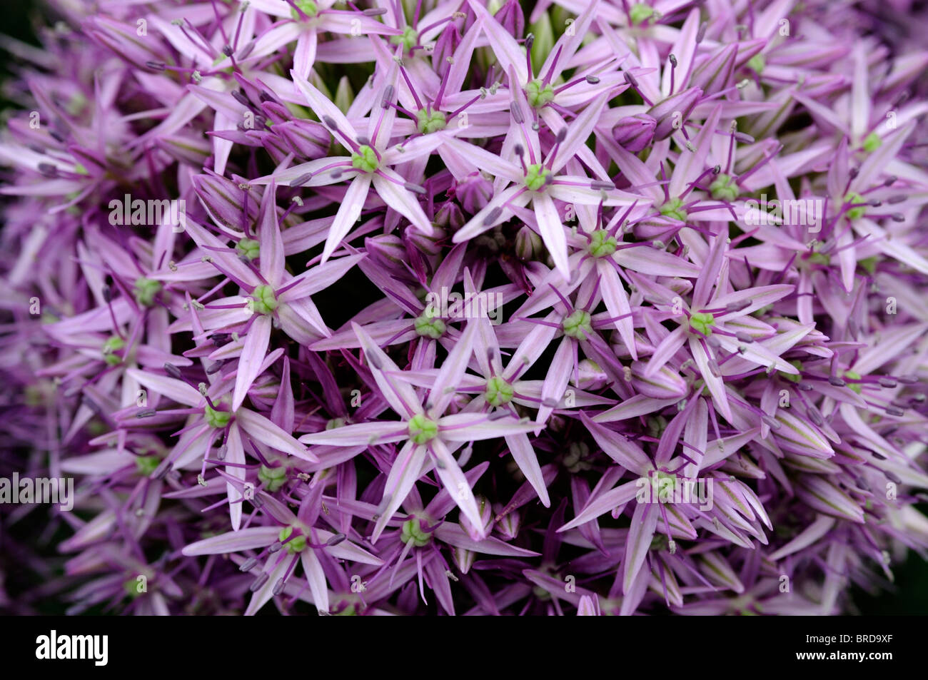 Purple star shaped flower hi-res stock photography and images - Alamy