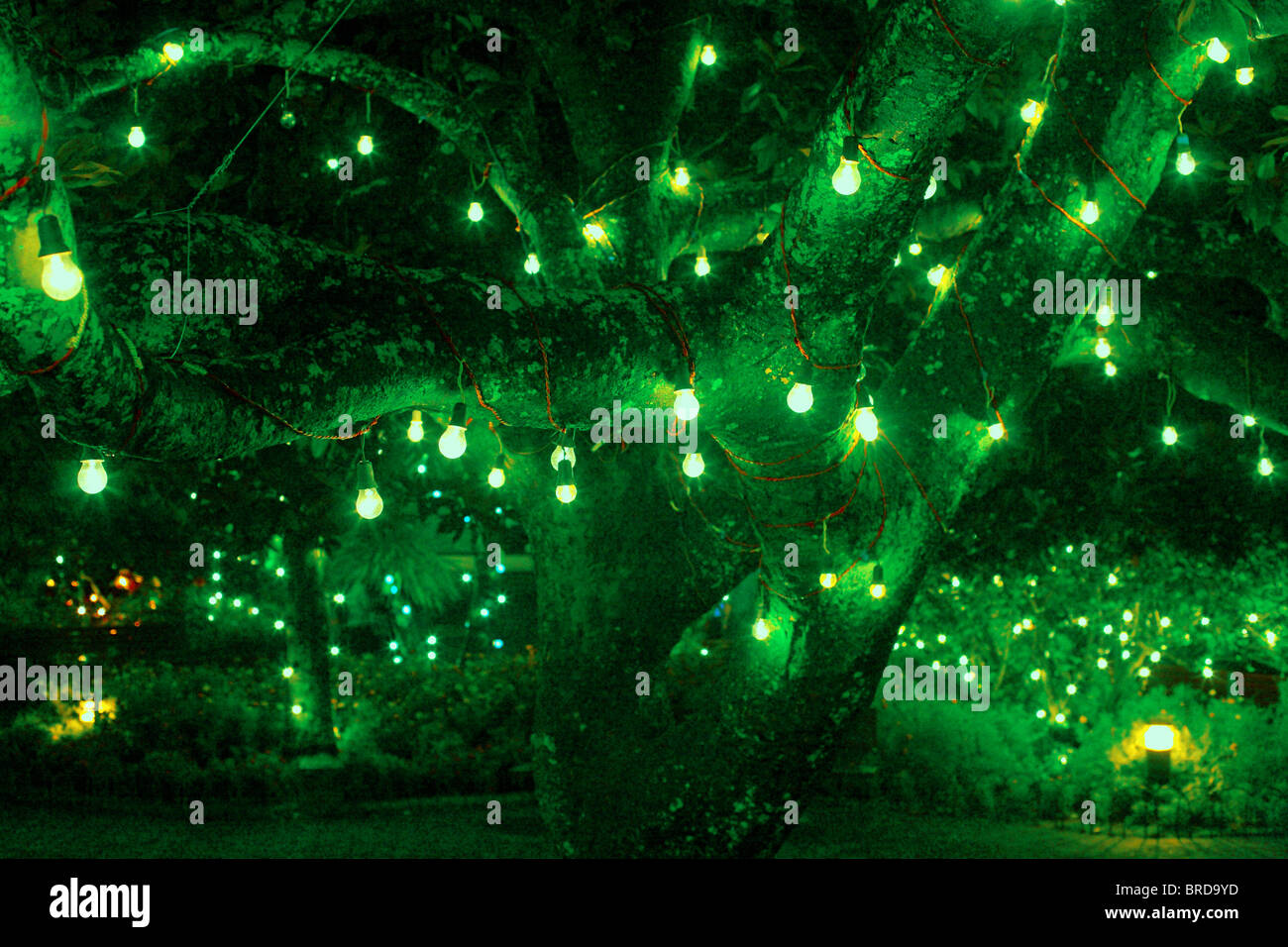 Altered tree hi-res stock photography and images - Alamy