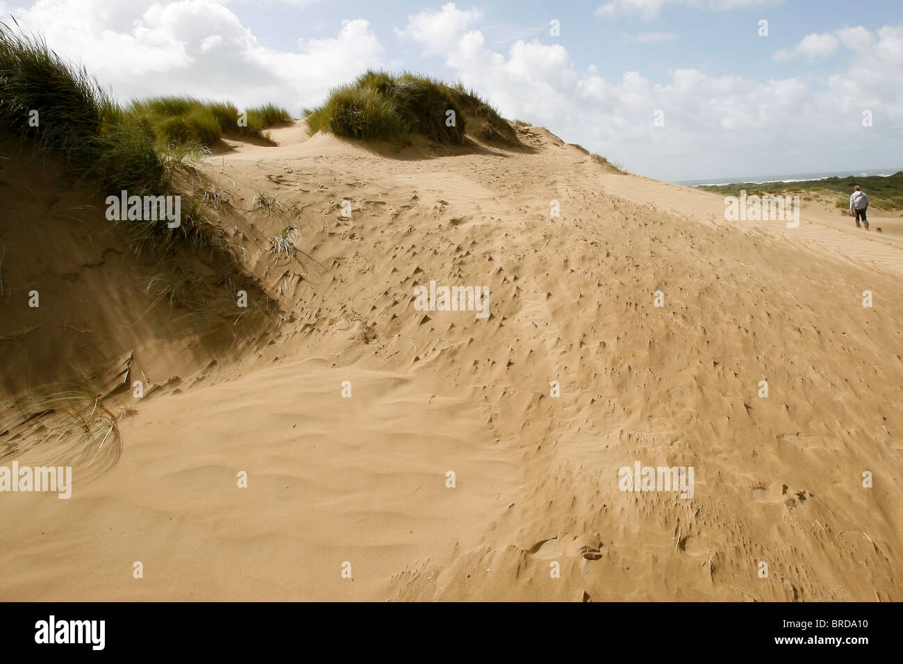 Sand gorse hi-res stock photography and images - Alamy