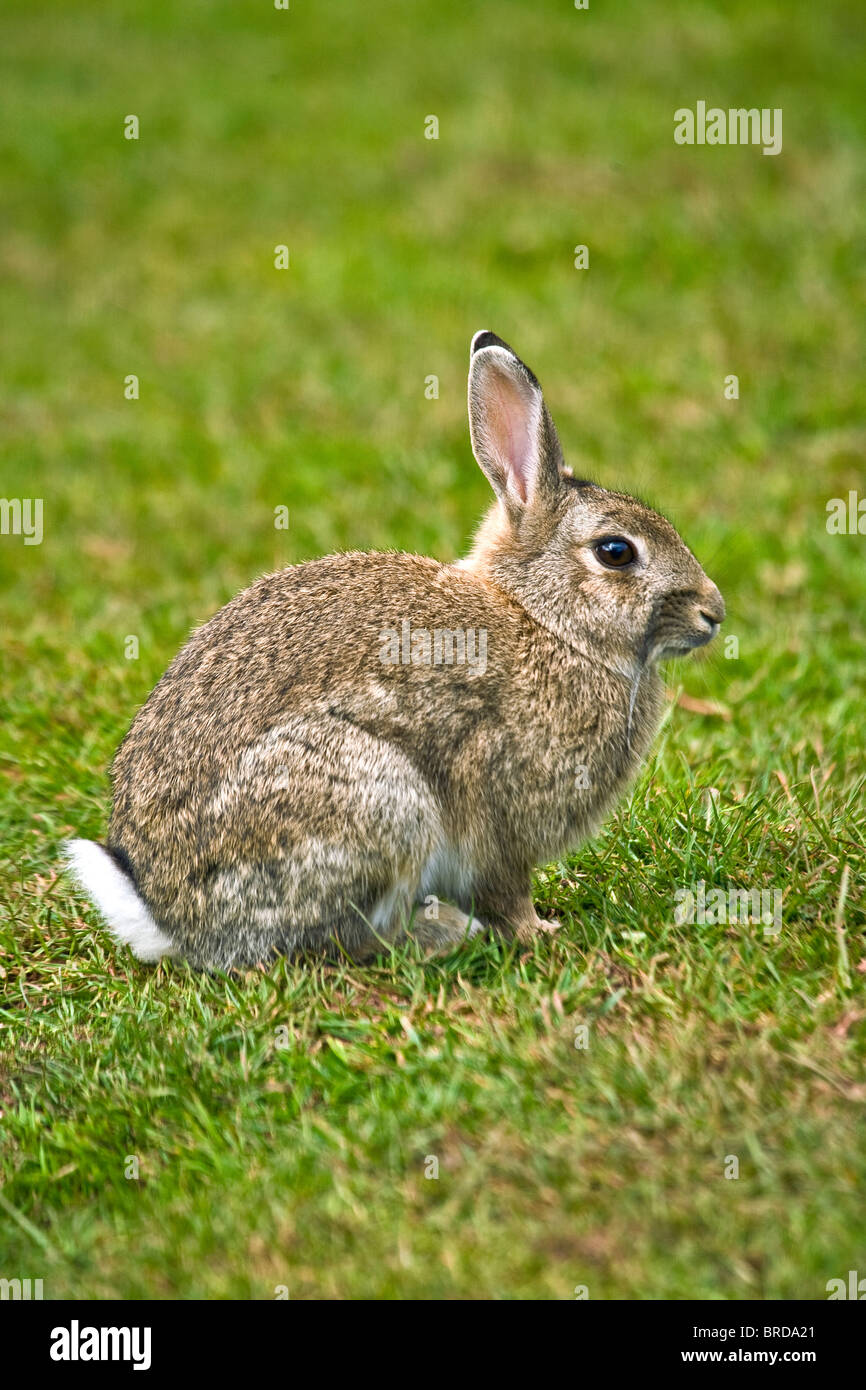 European Rabbit sat in a field " oryctolagus cuniculus Stock Photo - Alamy