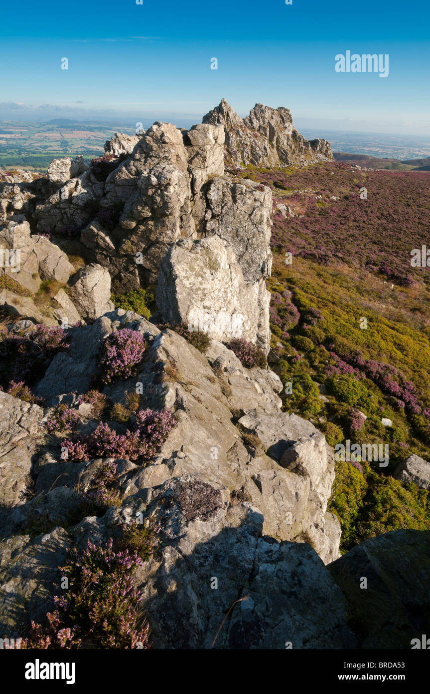 Rugged Quartzite Outcrops of the Stiperstones Ridge in Summer Heather ...