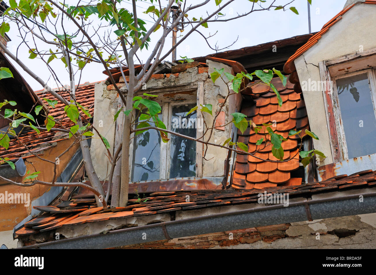 Tree growing through roof hi-res stock photography and images - Alamy