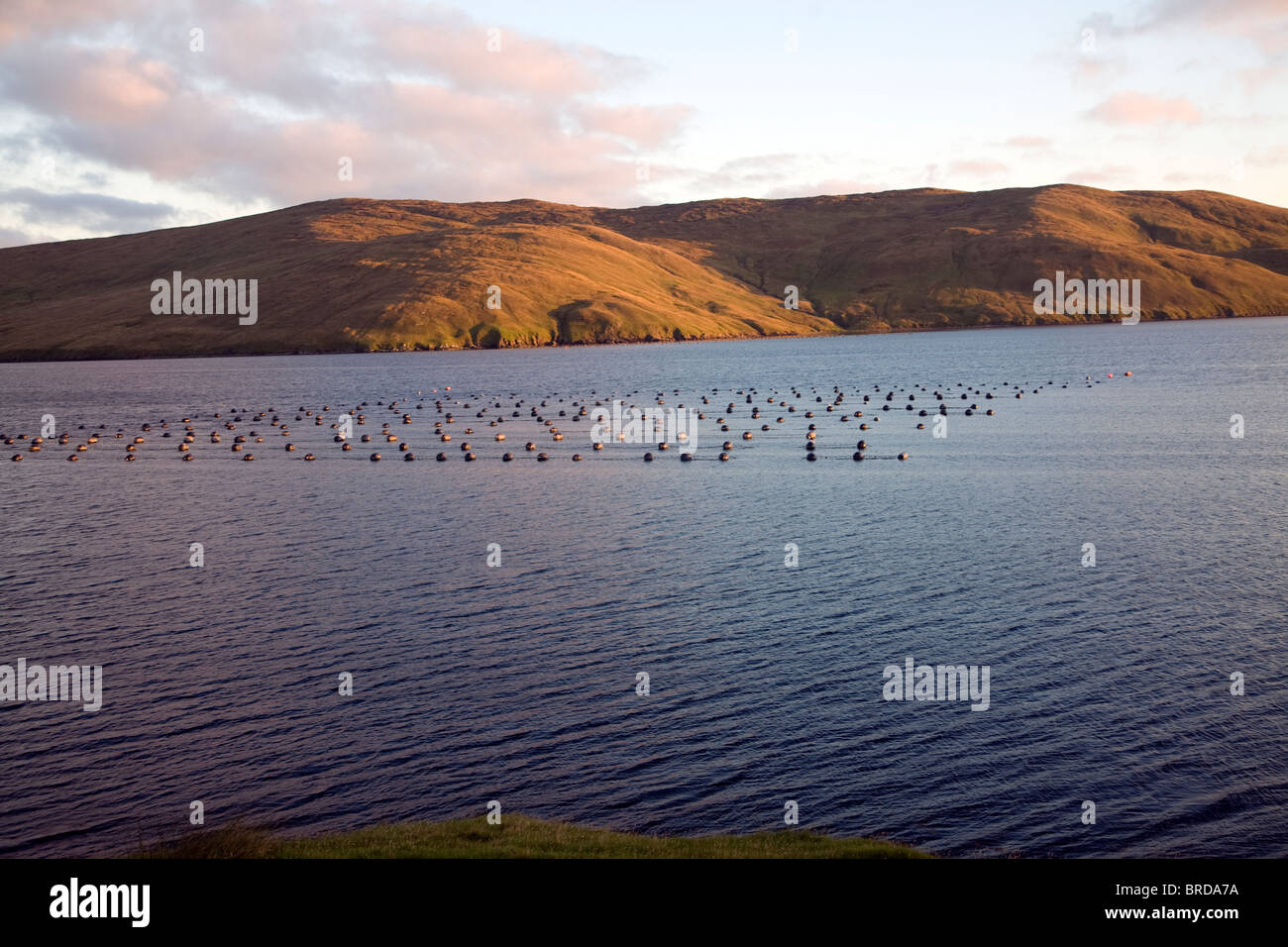 Fish farm Olna Firth at dusk, Mainland, Shetland Islands, Scotland ...