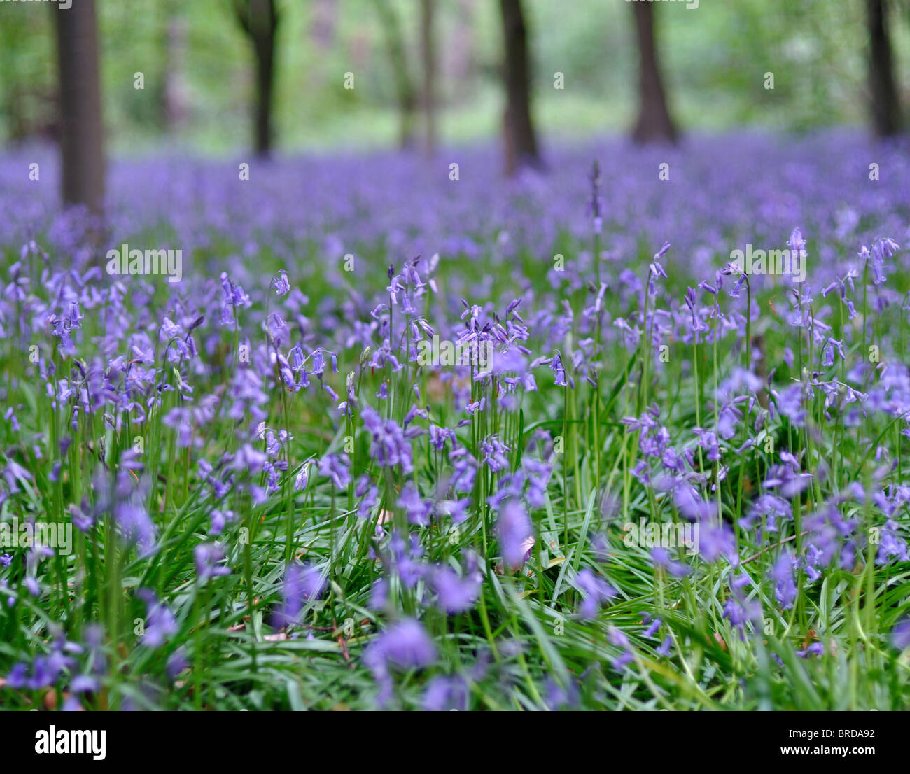 Bluebell walk hi-res stock photography and images - Alamy