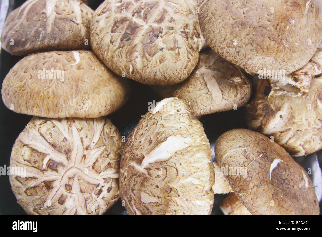 Shitake mushrooms studio hi-res stock photography and images - Alamy