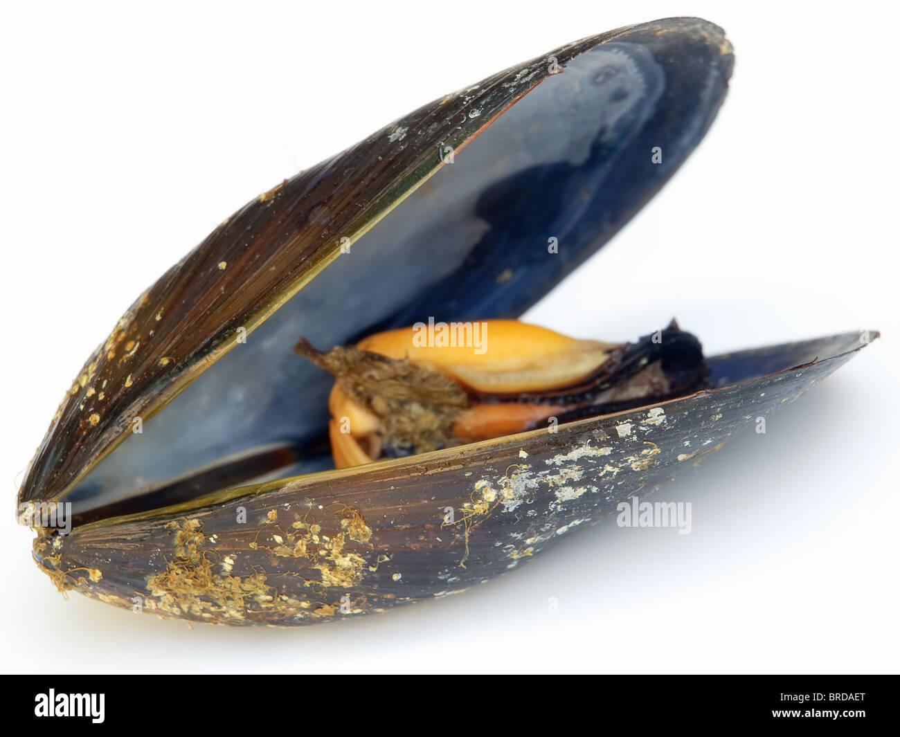 Profile view of a mussel on a white background Stock Photo - Alamy