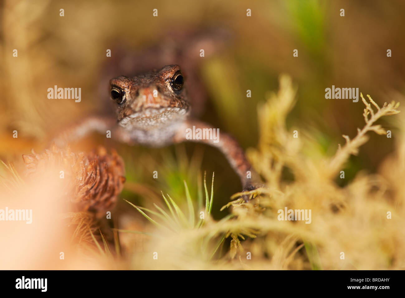 Toadlet of the common toad on a moss covered rock, near a Scottish Loch ...