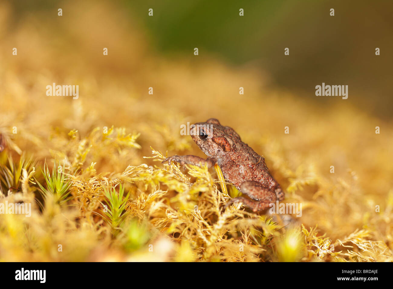 Common toadlet hi-res stock photography and images - Alamy