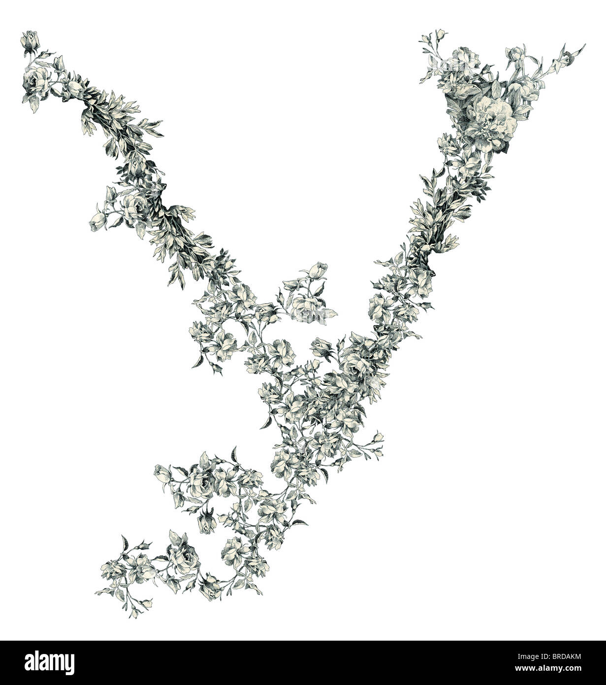 Luxuriously illustrated old capital letter Y Stock Photo - Alamy