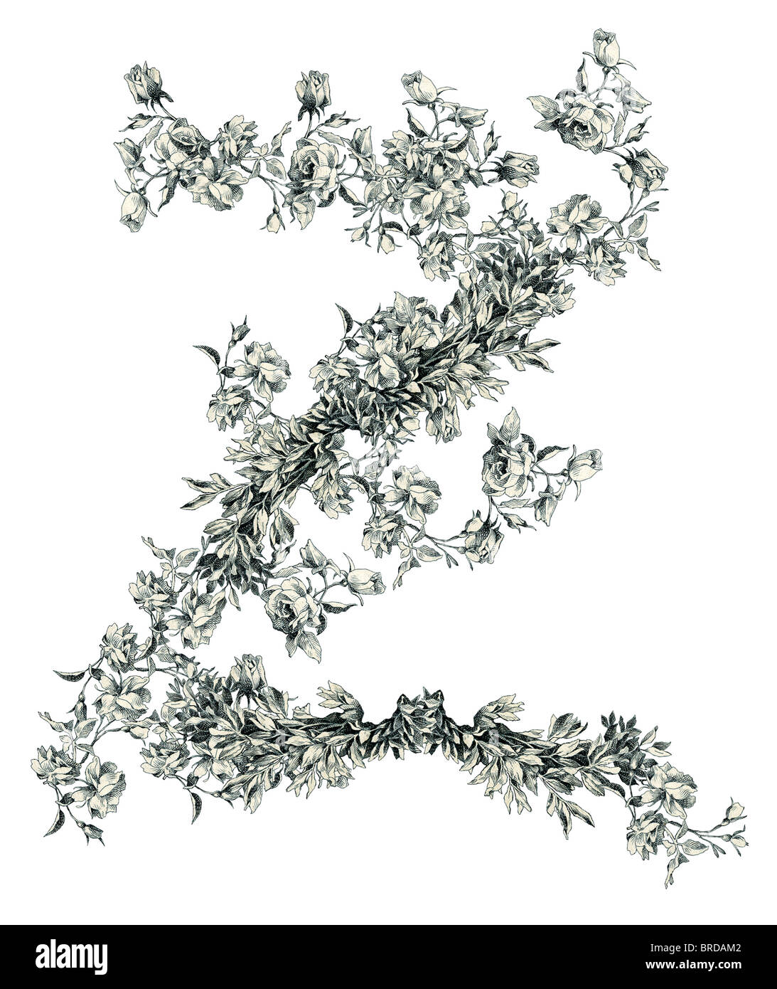 Luxuriously illustrated old capital letter Z Stock Photo - Alamy