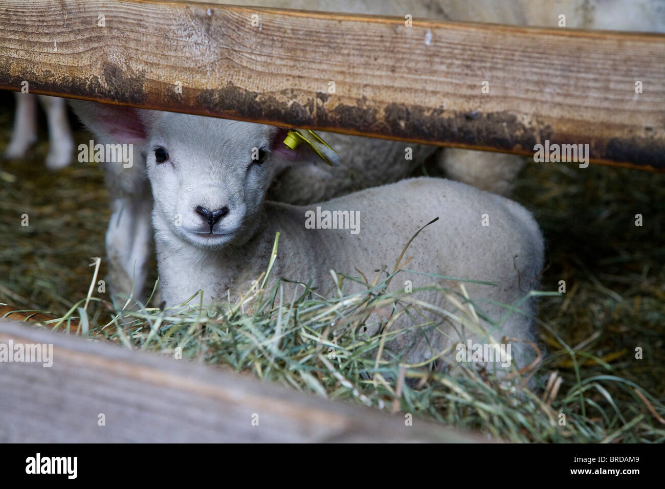 Lamb in a barn Stock Photo - Alamy