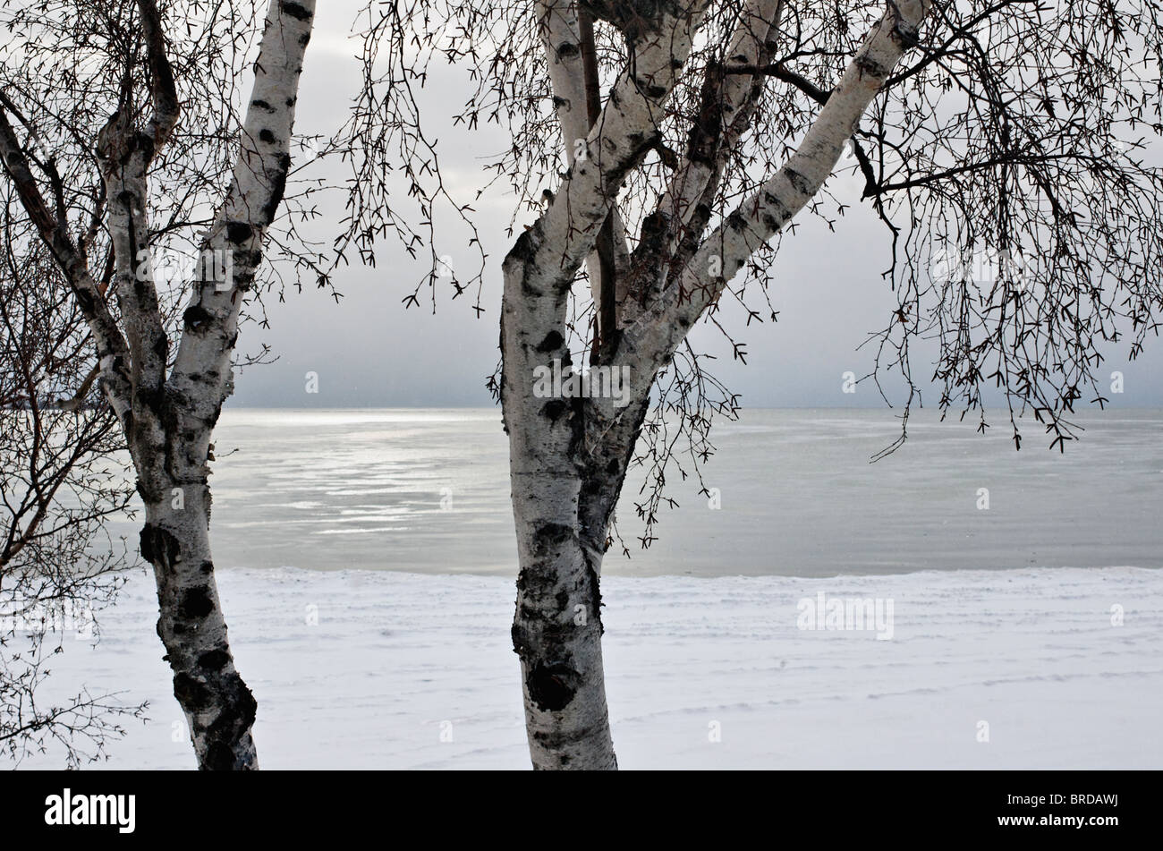Birch trees trees wisconsin hi-res stock photography and images - Alamy