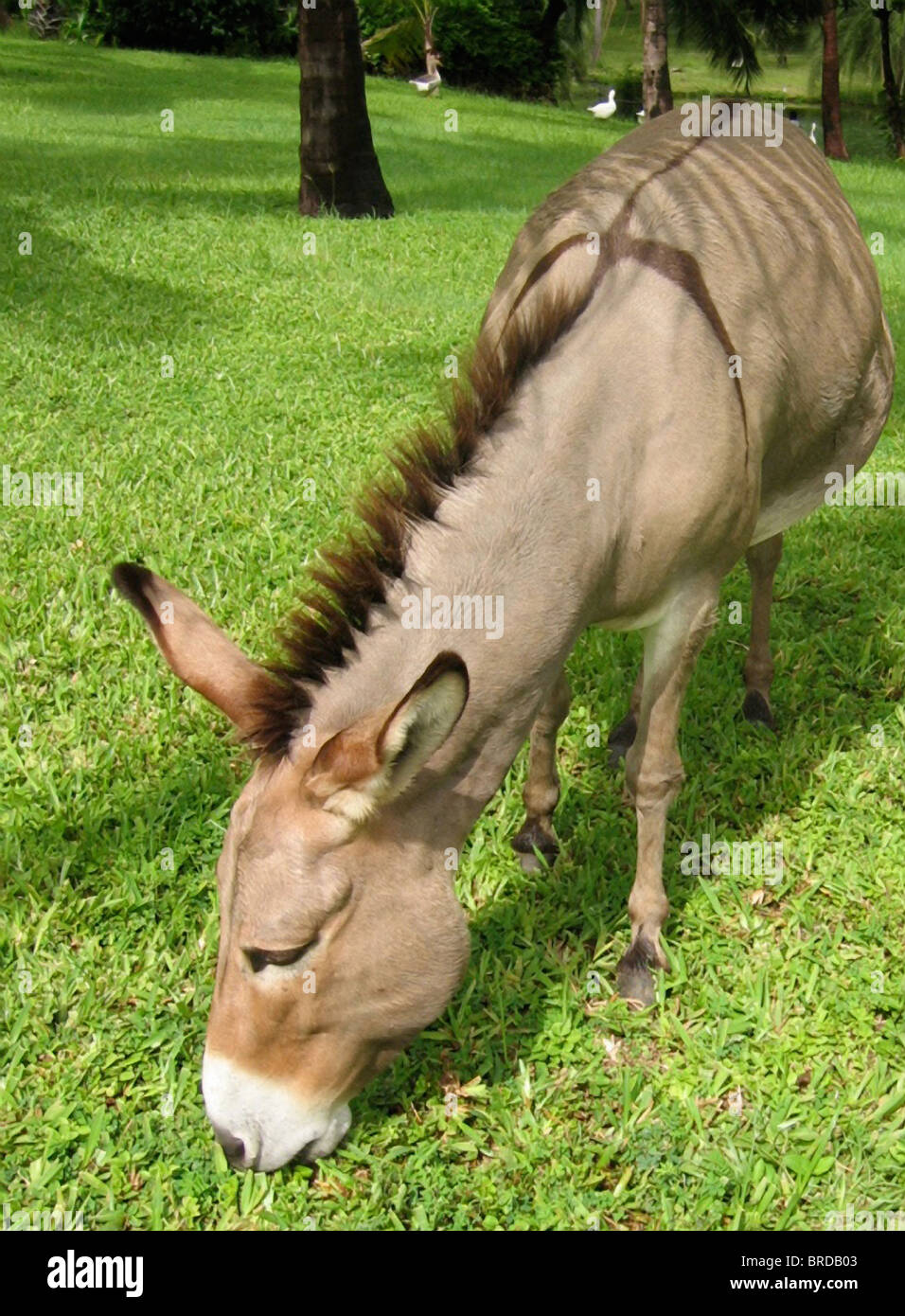 Striped donkey hi-res stock photography and images - Alamy