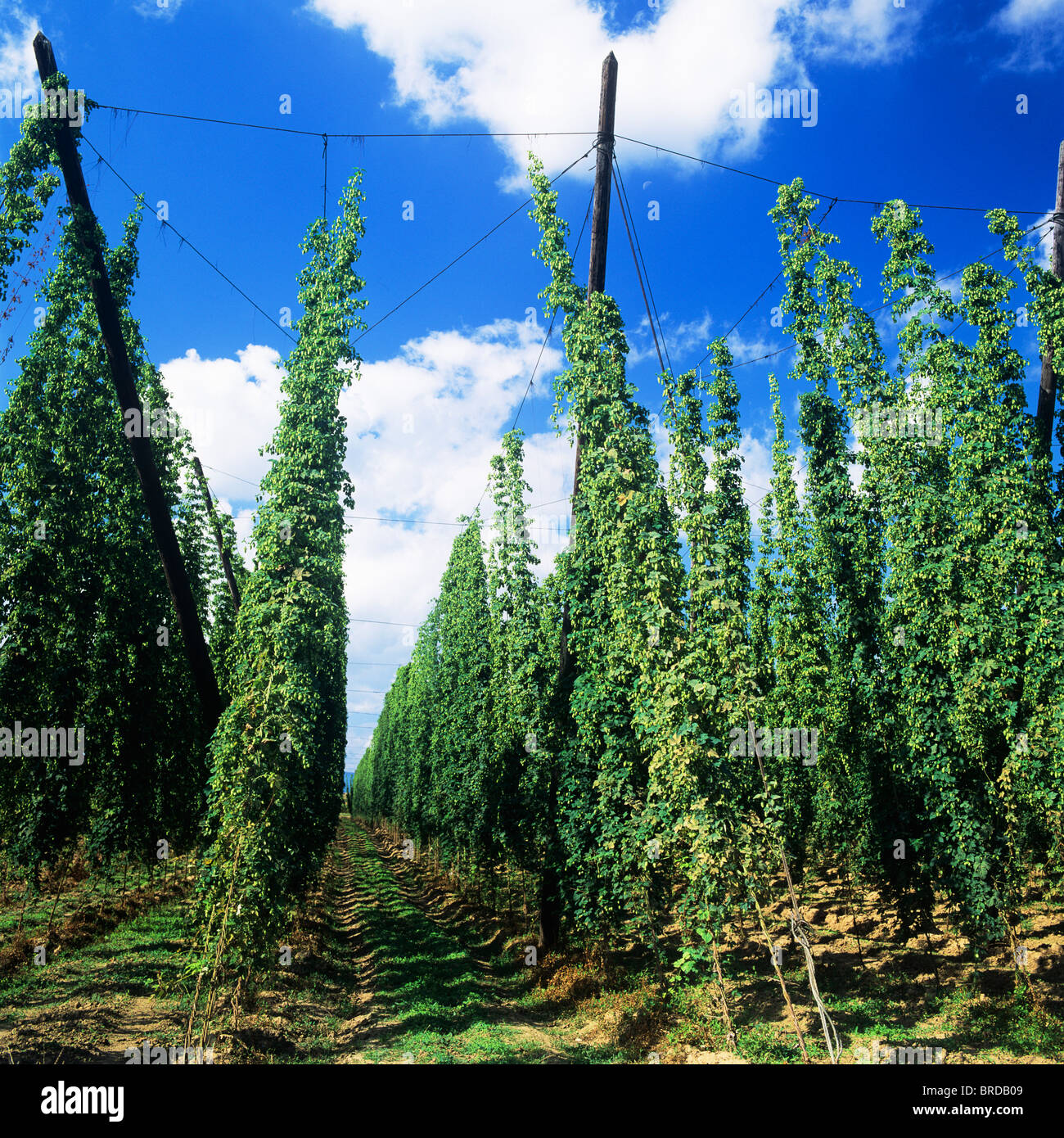 Hop plantation field fields hi-res stock photography and images - Alamy
