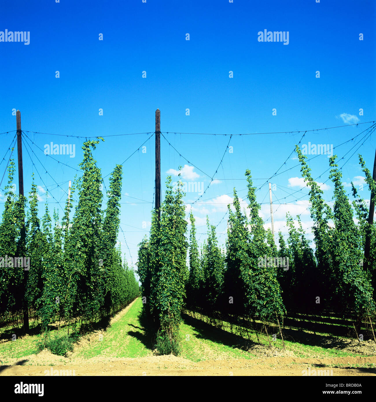 Hop Plantation Alsace High Resolution Stock Photography and Images - Alamy