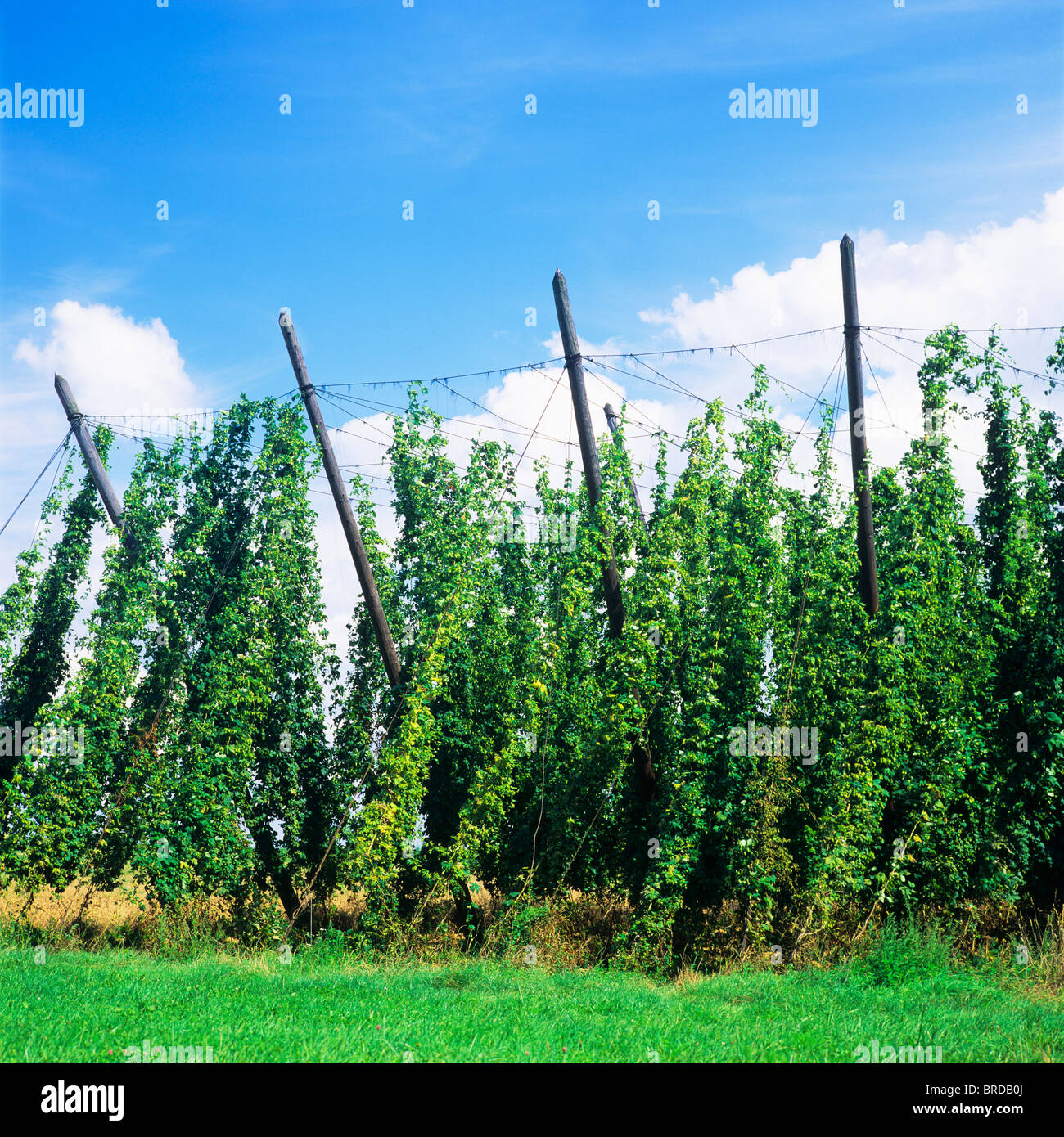 Hop plantation alsace hi-res stock photography and images - Alamy