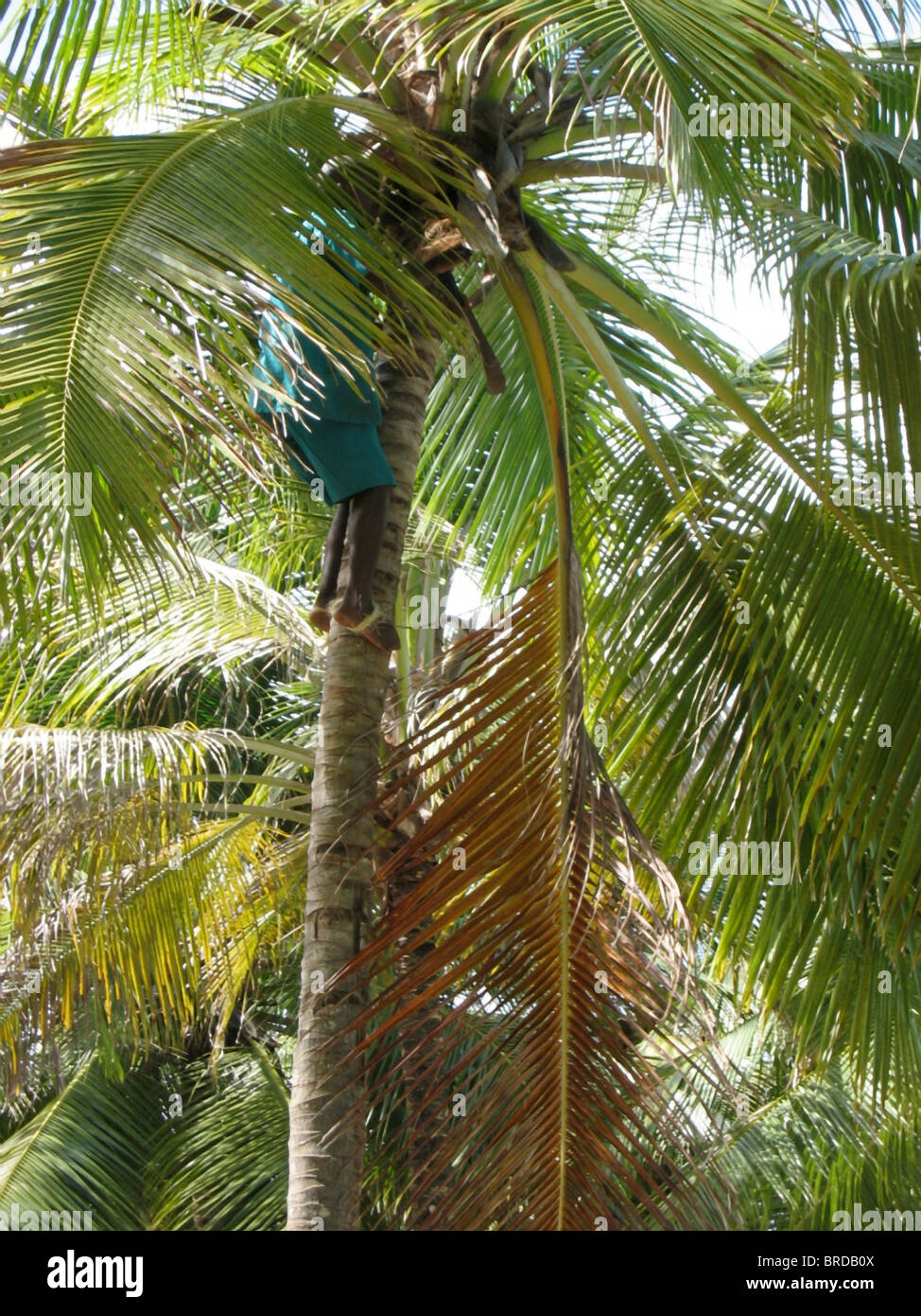 Climbing a coconut tree in Africa Stock Photo - Alamy