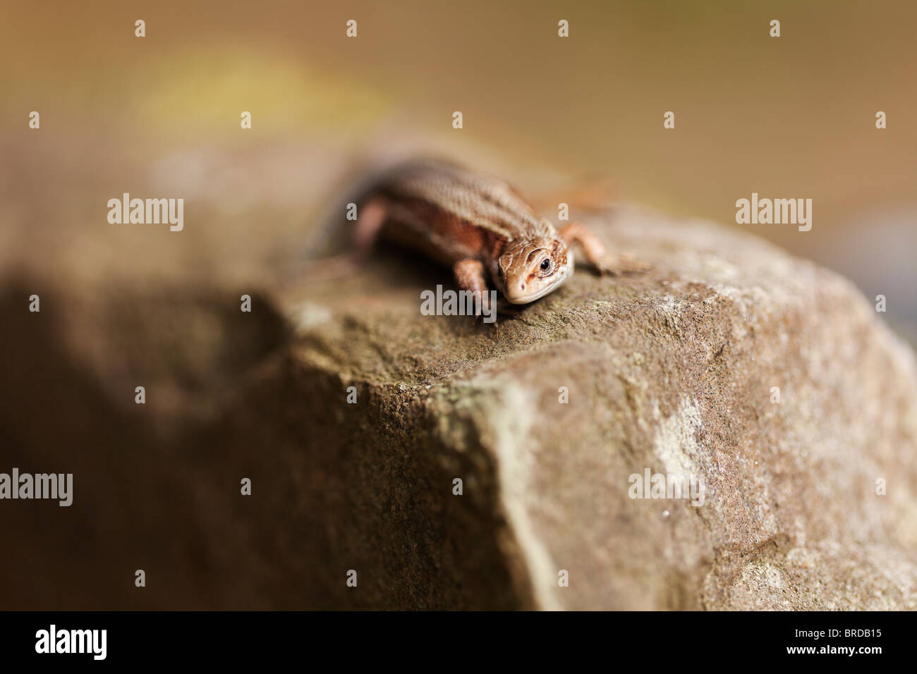 Female common lizard on a rock Stock Photo - Alamy