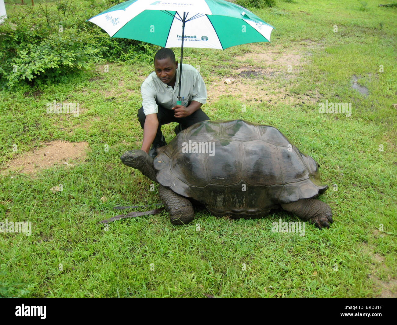 A giant tortoise in Africa Stock Photo - Alamy