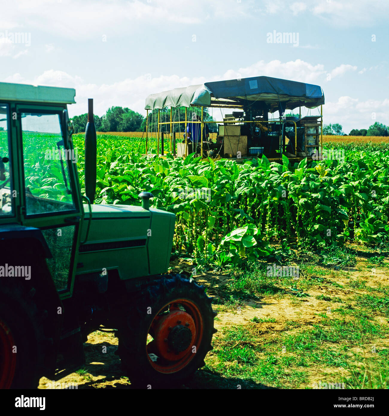 Tobacco Farm Virginia High Resolution Stock Photography and Images - Alamy