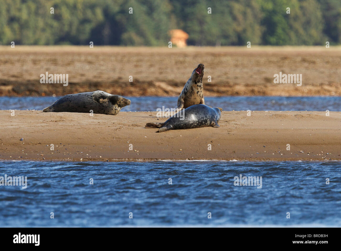 Bull grey seal showing aggressive behaviour Stock Photo - Alamy