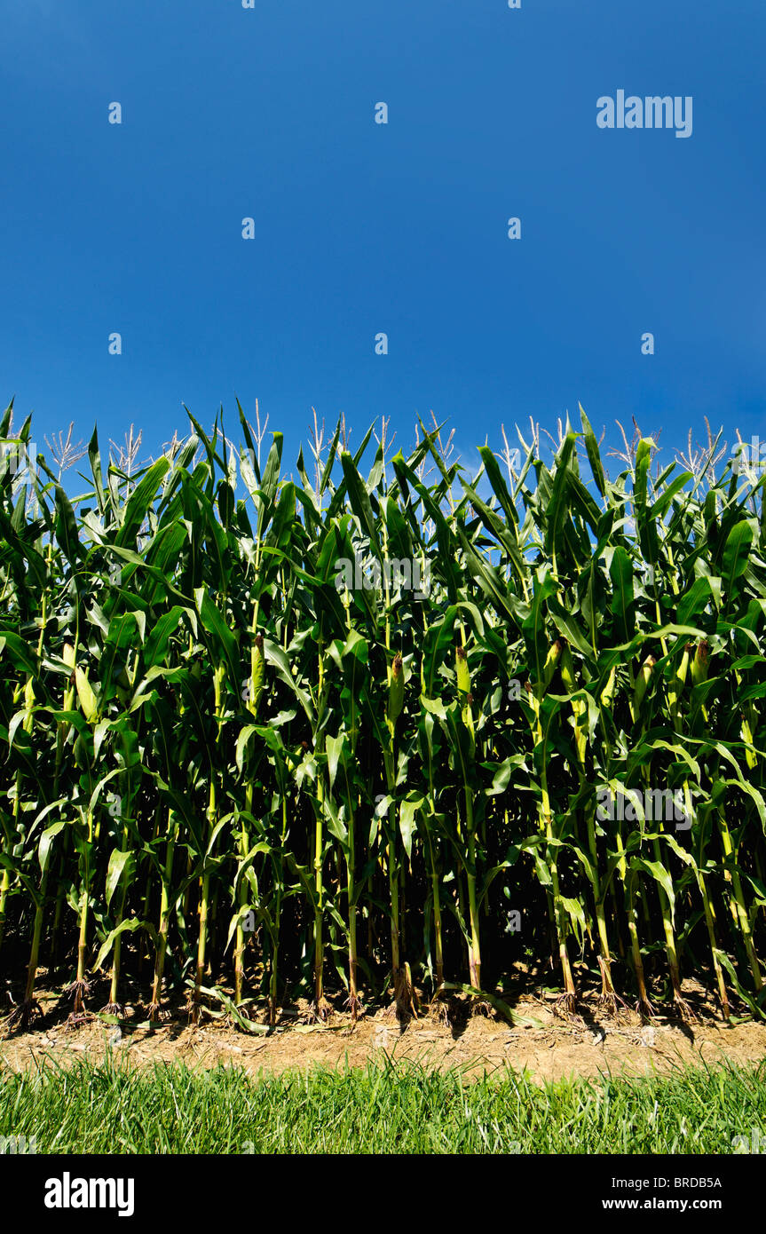 Indiana corn field hi-res stock photography and images - Alamy