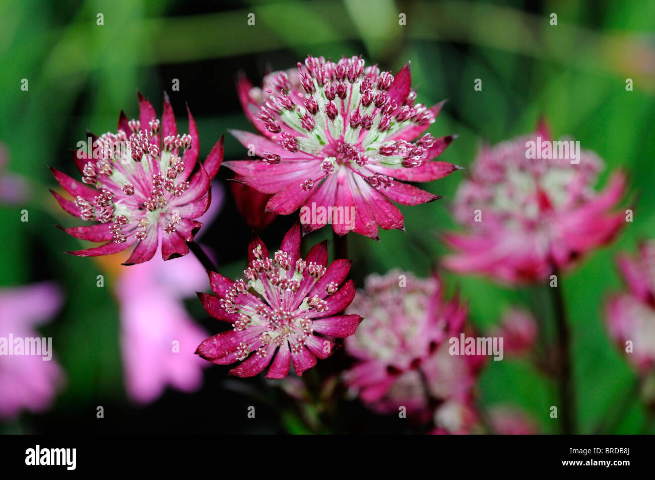 Astrantia major claret red form closeup close-up detail macro var ...