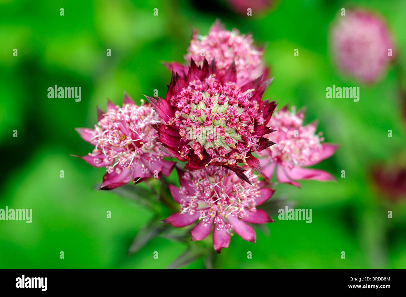 Astrantia major hadspen blood red form closeup close-up detail macro ...