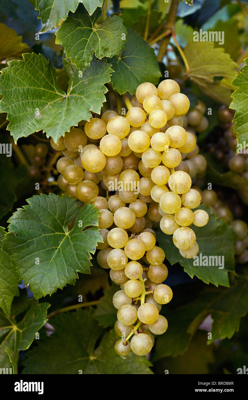 American grapes hi-res stock photography and images - Alamy