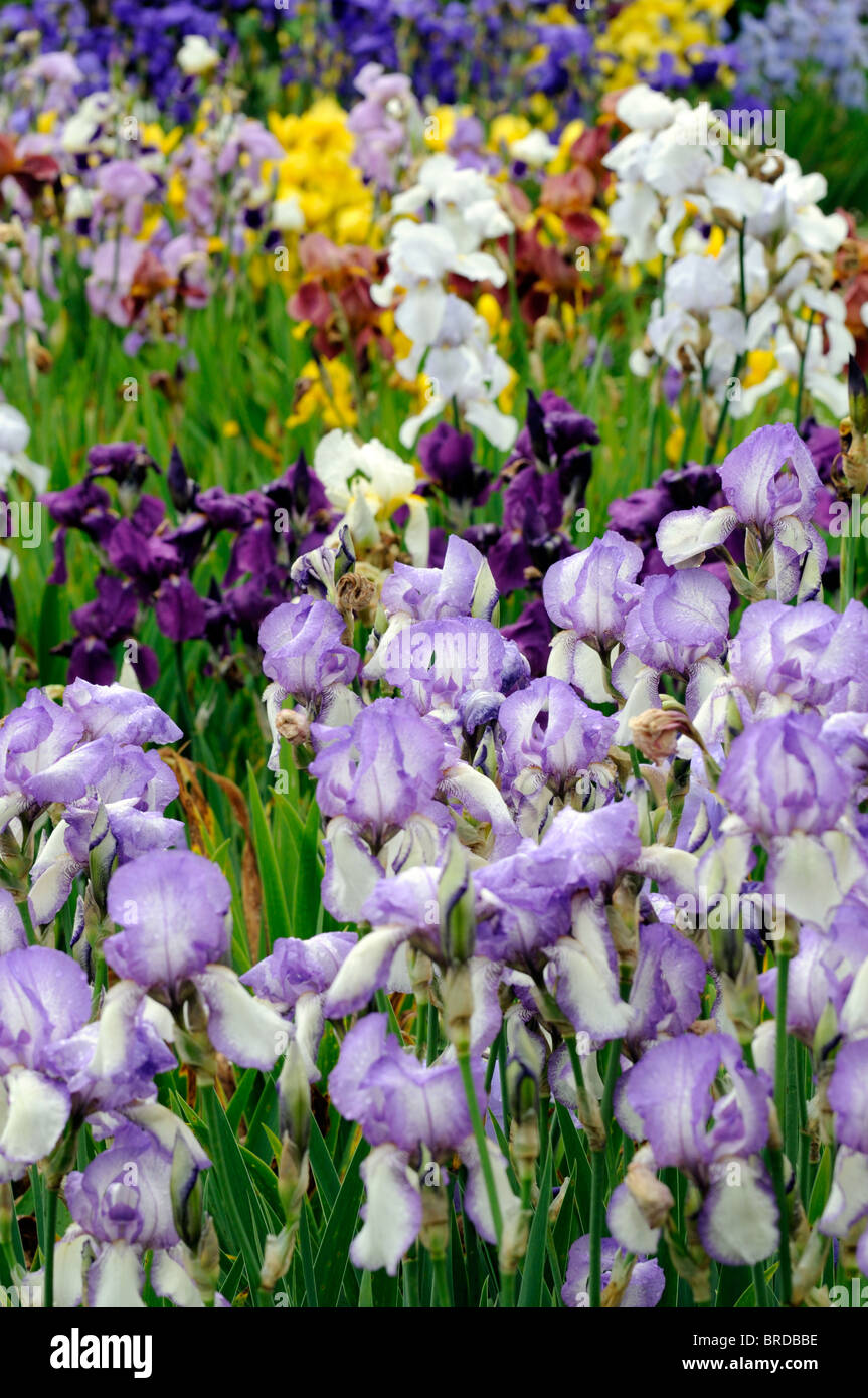 German bearded irises hi-res stock photography and images - Alamy